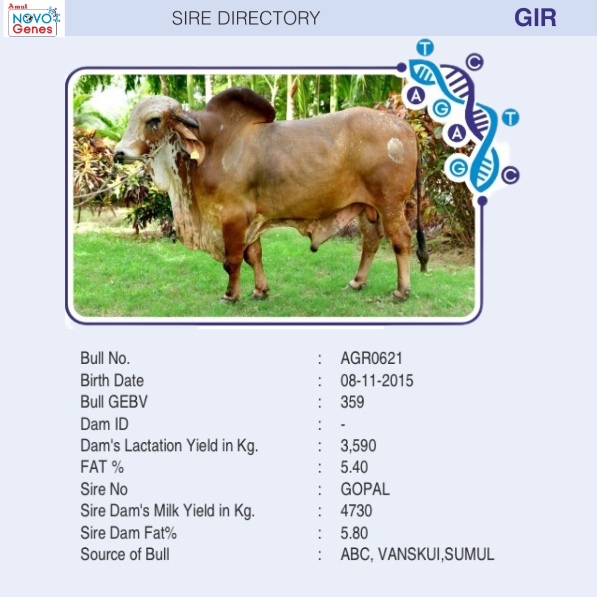 GIR-AMUL NOVA-AGR0621,DAM LOCATION YIELD-3590,SIRE DAM MILK YIELD-4730 ...